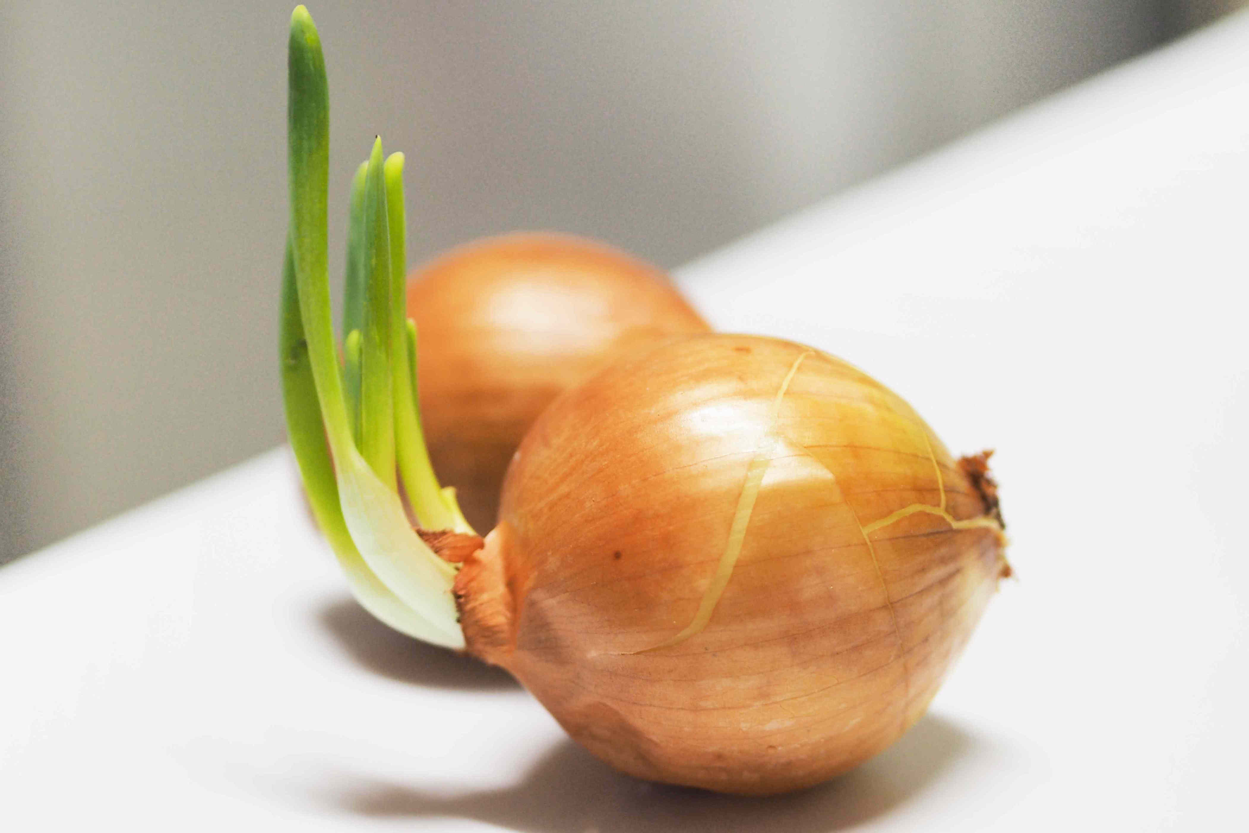 Can you eat sprouted onions? Food safety experts weigh in