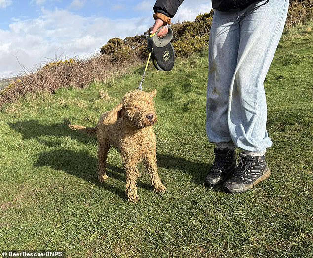 Luna the cockapoo is reunited with her owner after two-day, 40-person ...