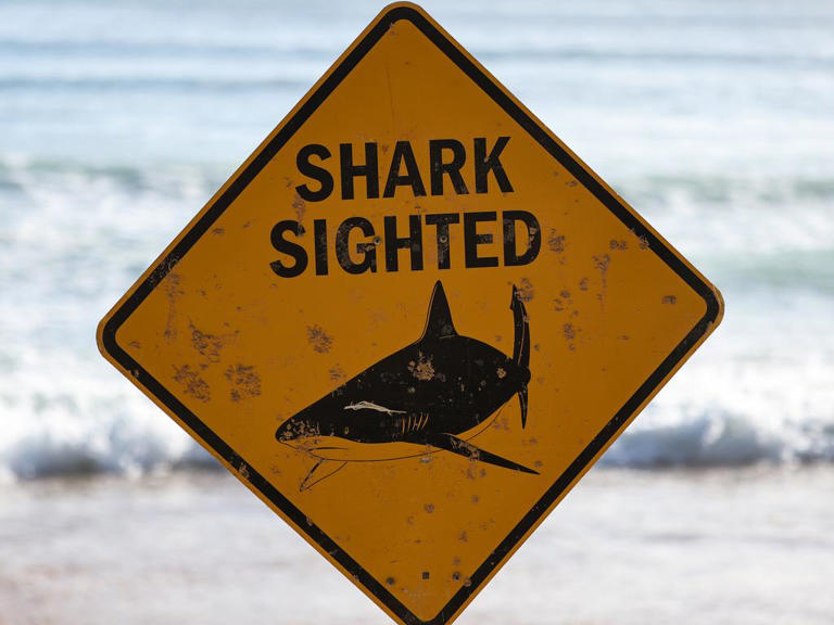 Grim detail in Aussie shark attack horror