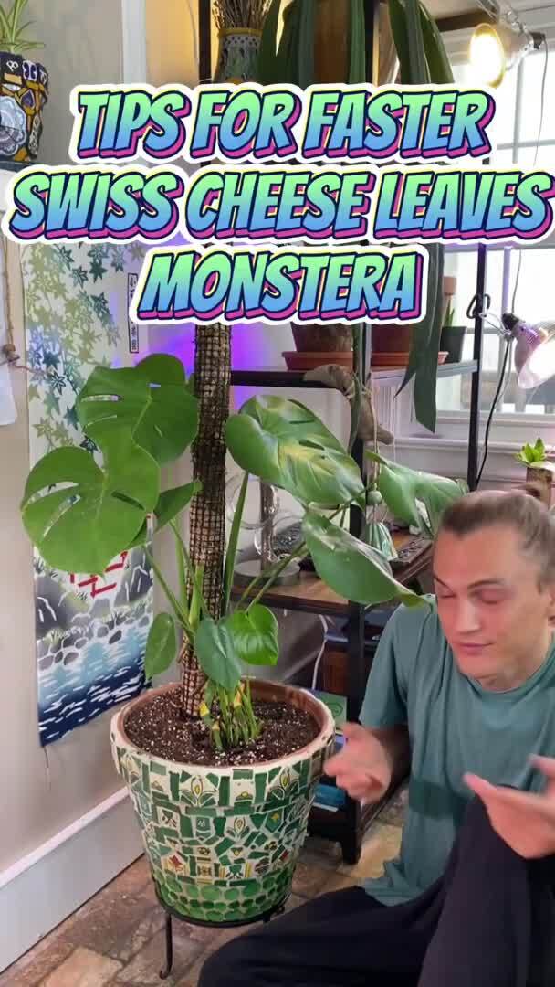 Tips for faster monstera growth #shorts