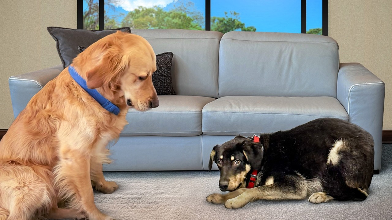 Golden retriever meets completely traumatized rescue puppy