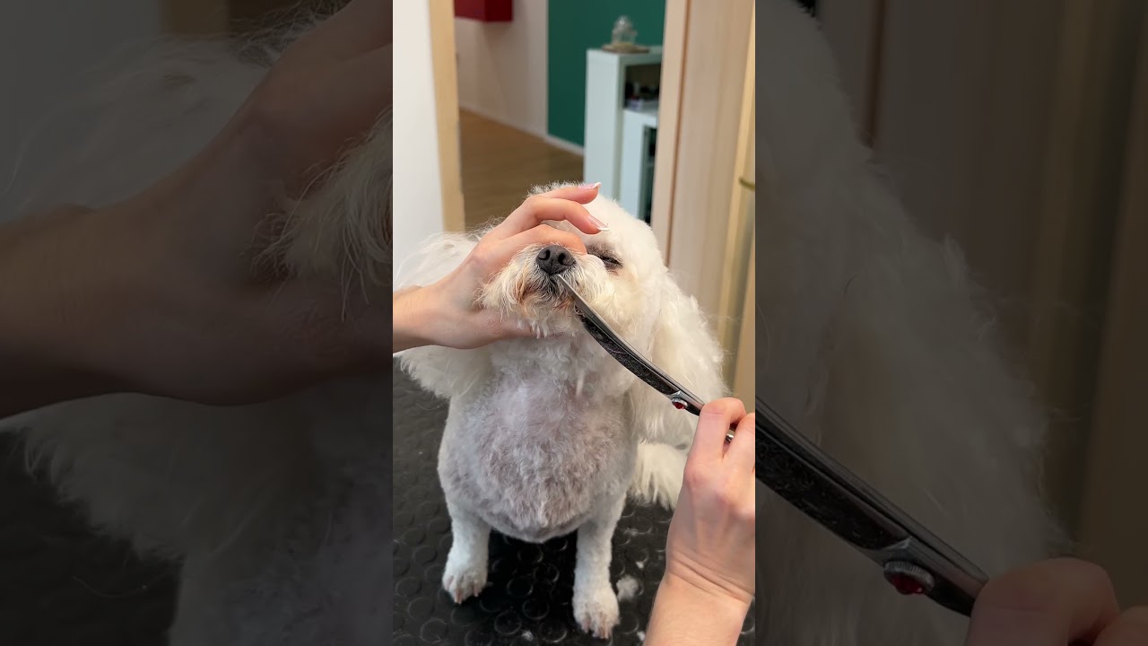 Bichon frise transformation: From fluffy & shaggy to stylish & clean!