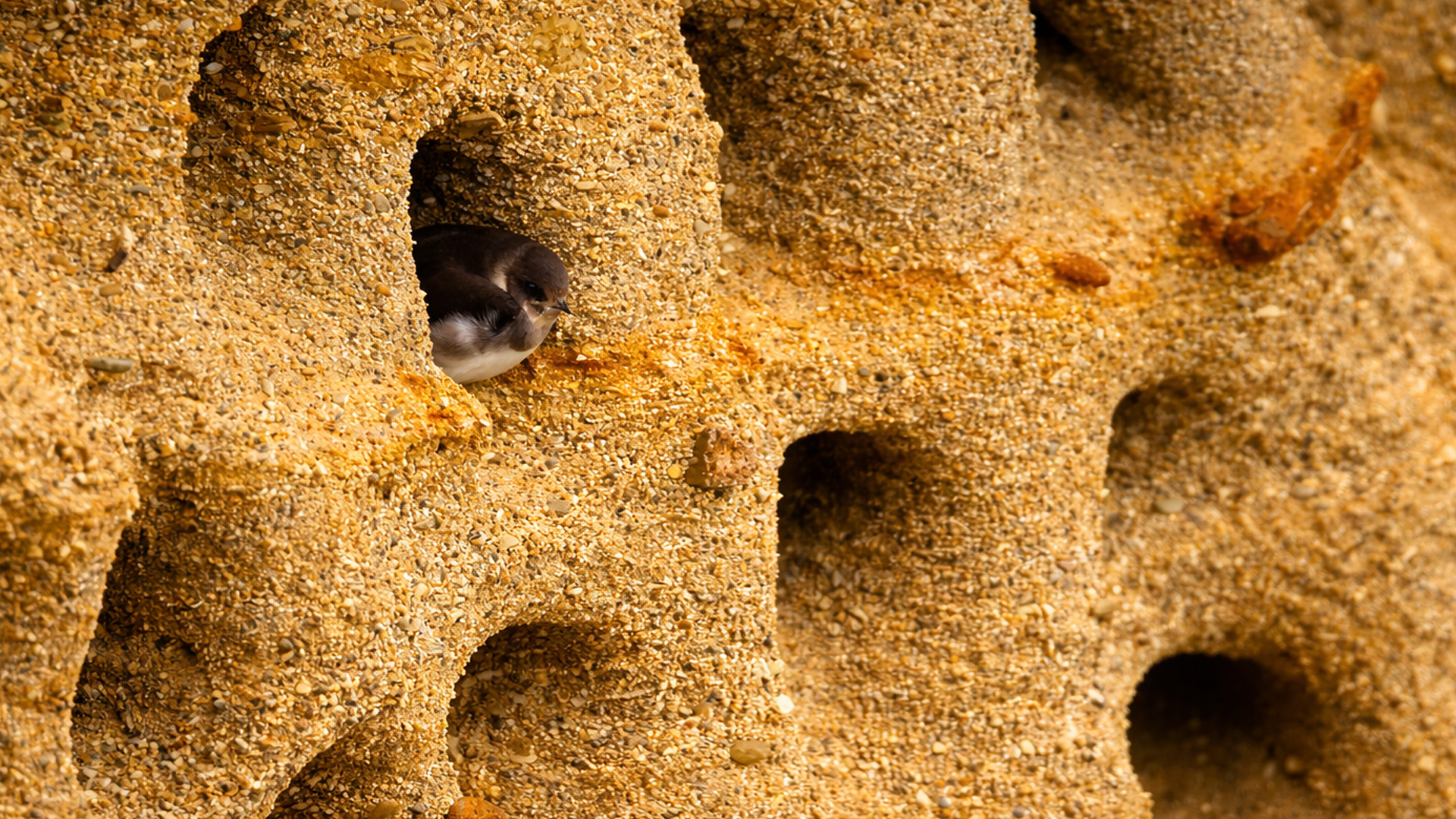 I was lucky to capture this rare nest view