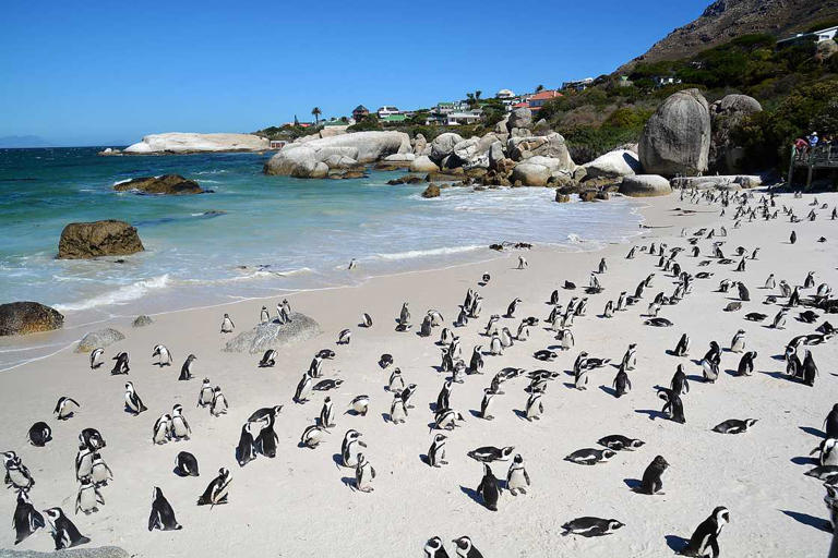 Cape Town penguin hotspot beats global icons as Boulders Beach crowned ...