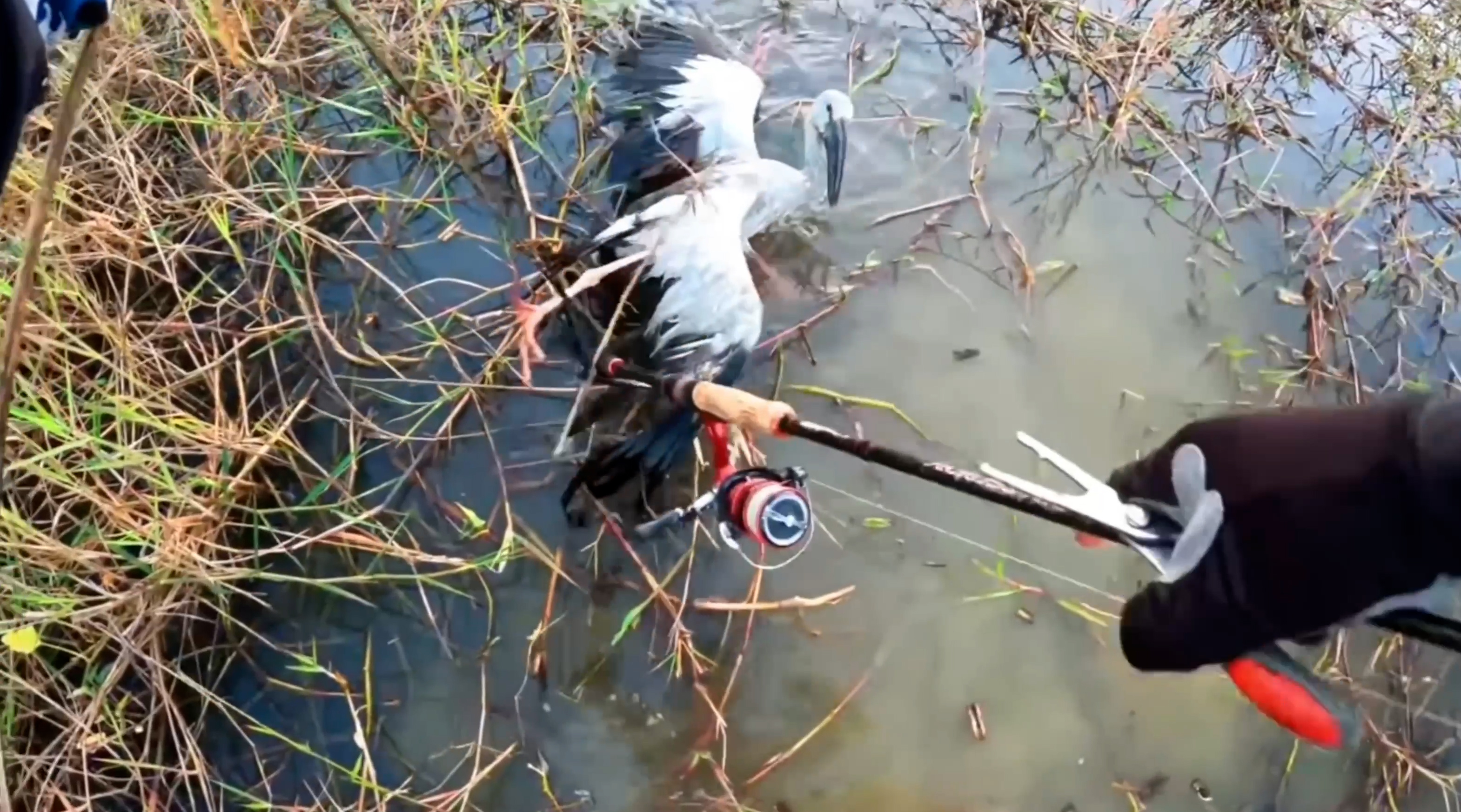 Asian openbill stuck in swamp rescued by kind fisherman