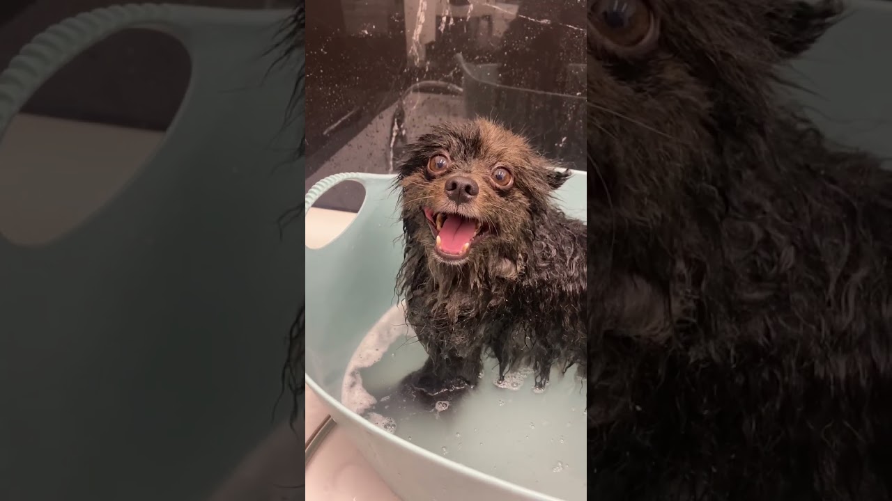 Pomeranian grooming transformation: From fluffy to fresh & back again!