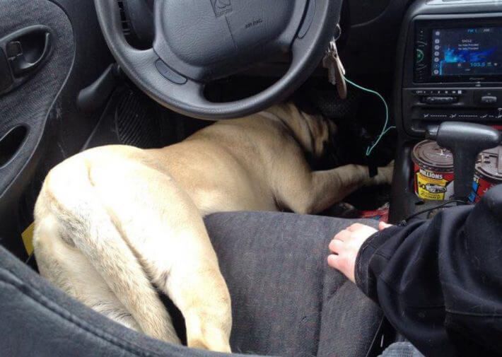 Pets caught napping in the funniest spots