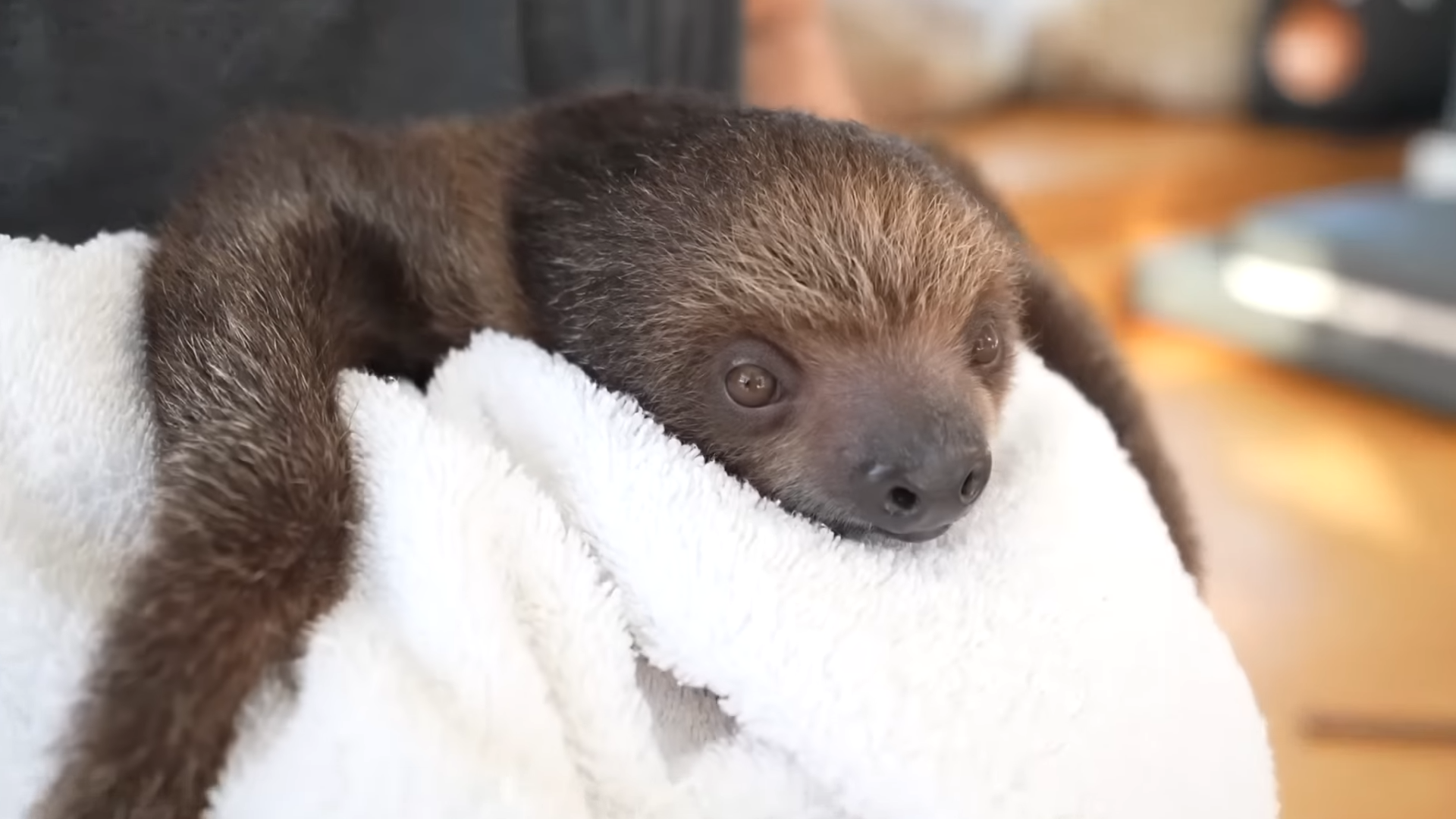 The moment our brother met the world’s cutest rare animal