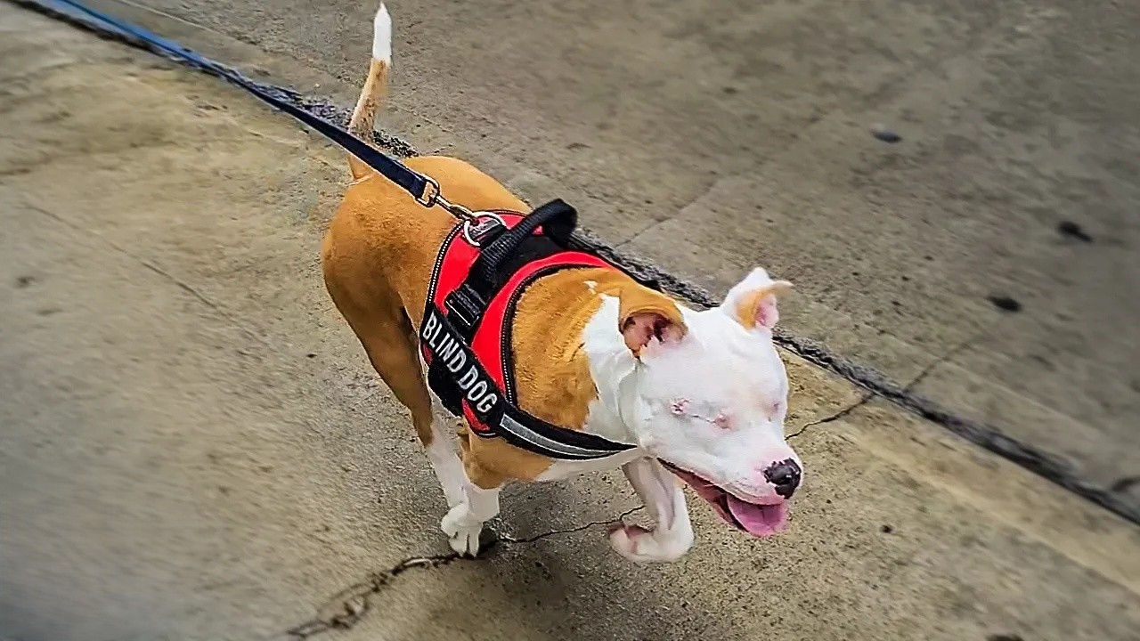 Blind dog runs to her dad after months apart - like she never forgot