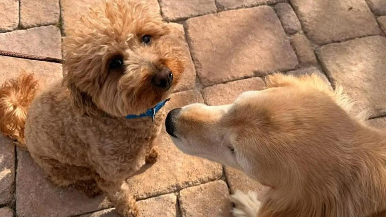 Goldendoodle abandoned at airport finds forever home with police officer
