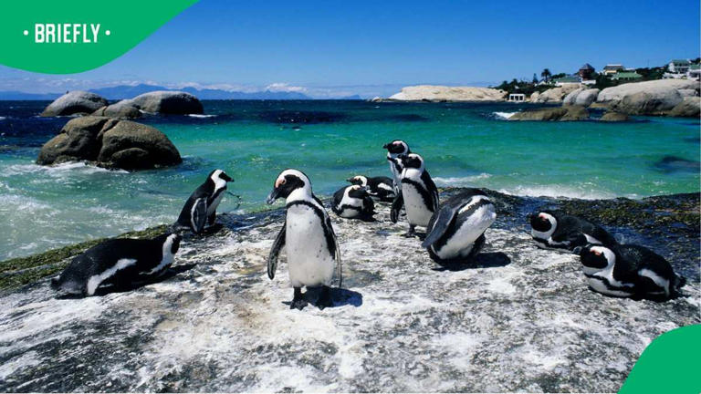 Cape Town penguin hotspot beats global icons as Boulders Beach crowned ...