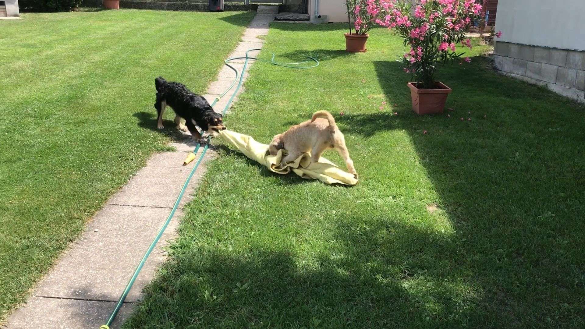 Funny! Zwei Hunde - Eine Decke