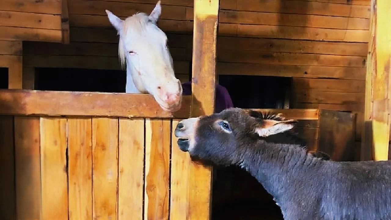 Small donkey guides his blind best friend every single day