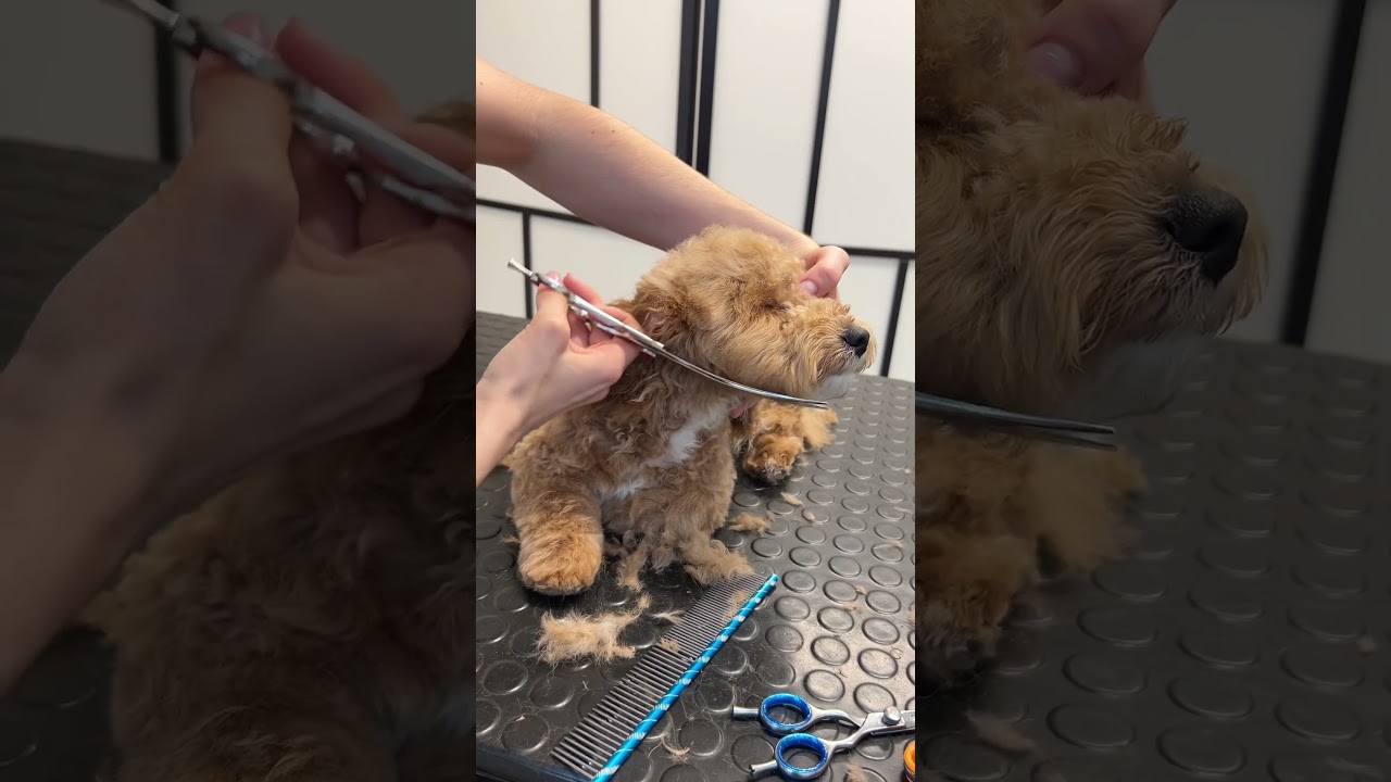 Fluffy pup makeover: Adorable dog grooming transformation!