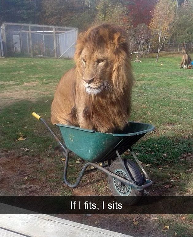 Animals acting weird, cute, and totally chill
