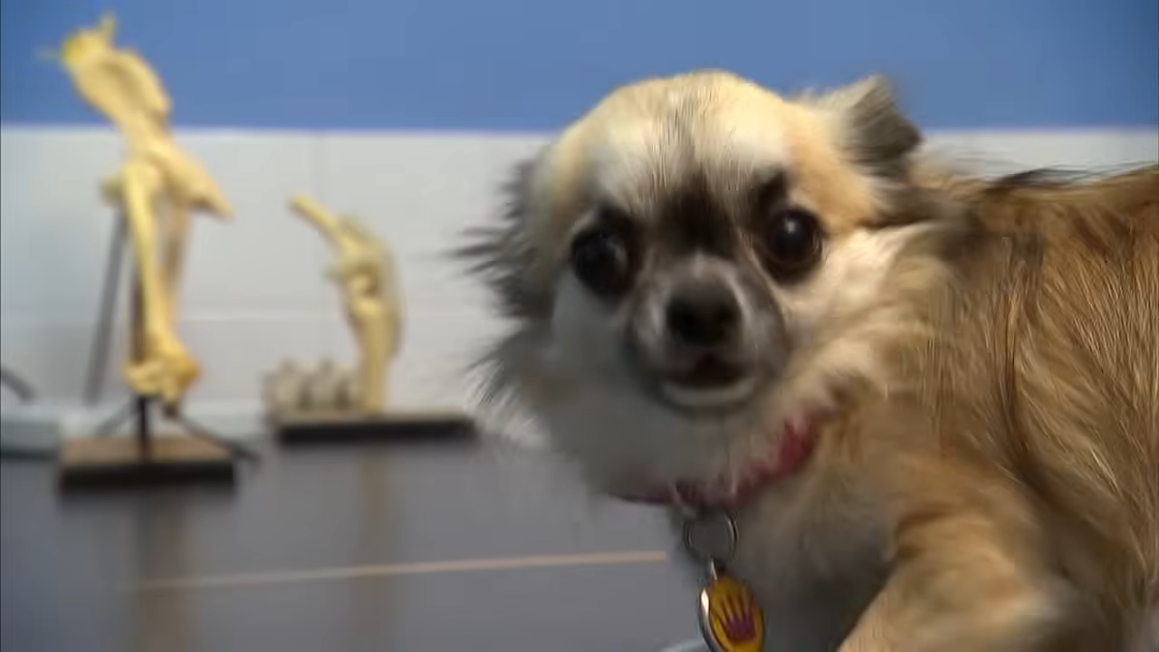 This aggressive chihuahua terrifies vet