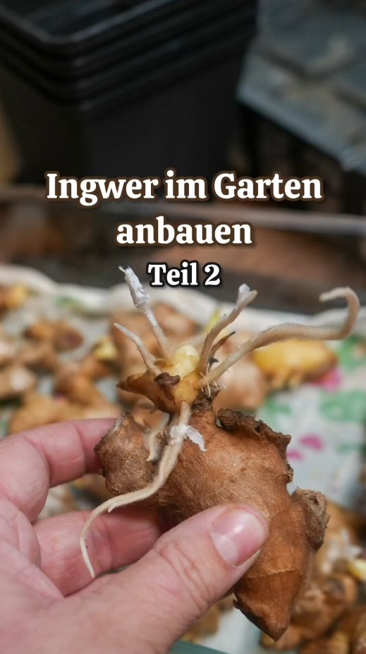 Ingwer im Garten anbauen: So entwickelt er sich weiter