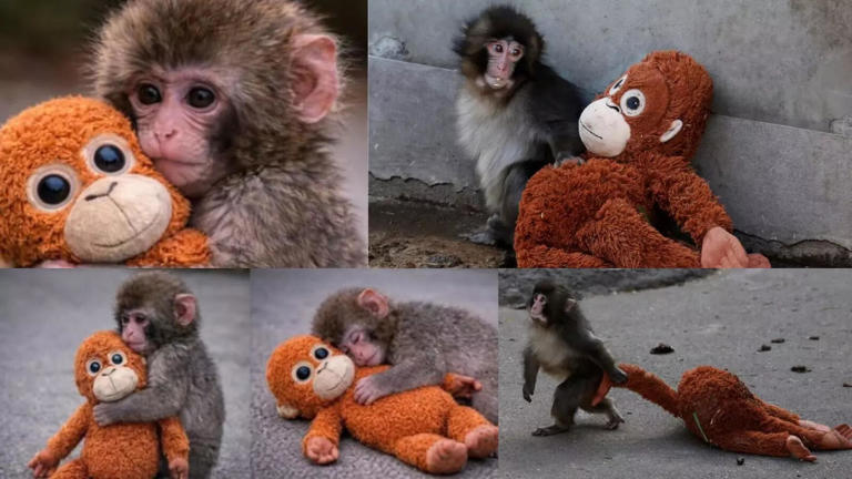 Meet the plush toy baby monkey 'Punch' made viral: The emotional story ...