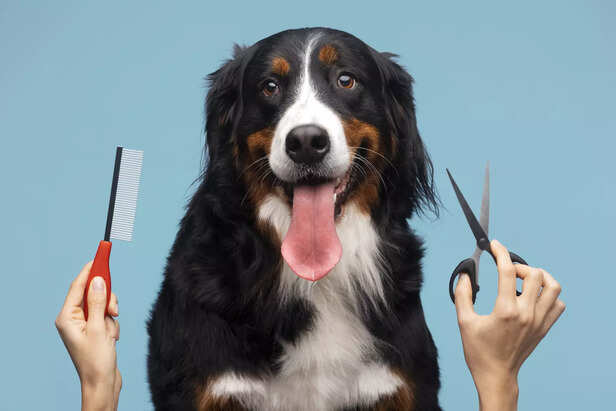 The truth about dog grooming services and why they matter