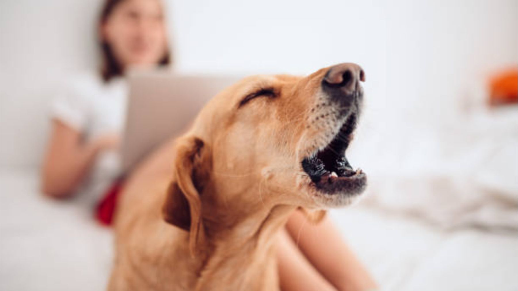 Adiós a colgar carteles en tu portal: si el perro de tu vecino te ...