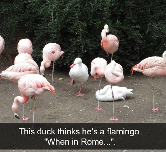 Animals acting weird, cute, and totally chill
