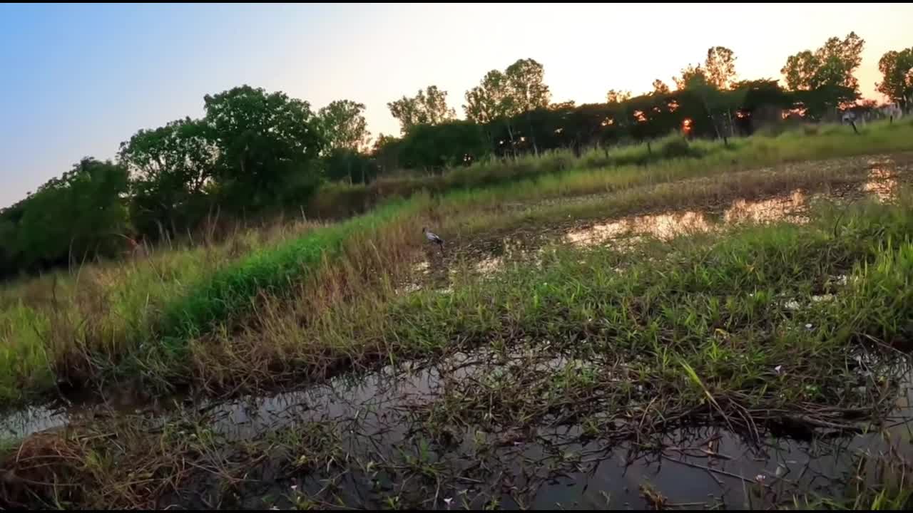 Asian openbill stuck in swamp rescued by kind fisherman