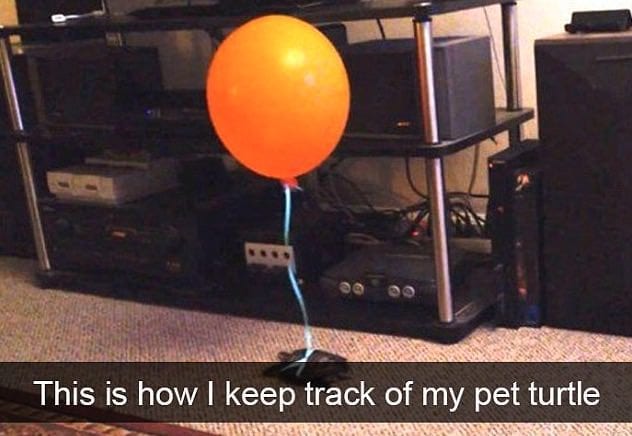 Animals caught being weird, cute and totally chill