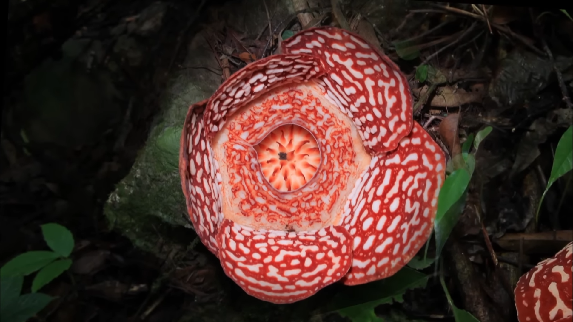 This parasite doesn’t kill you immediately - it destroys you from the ...