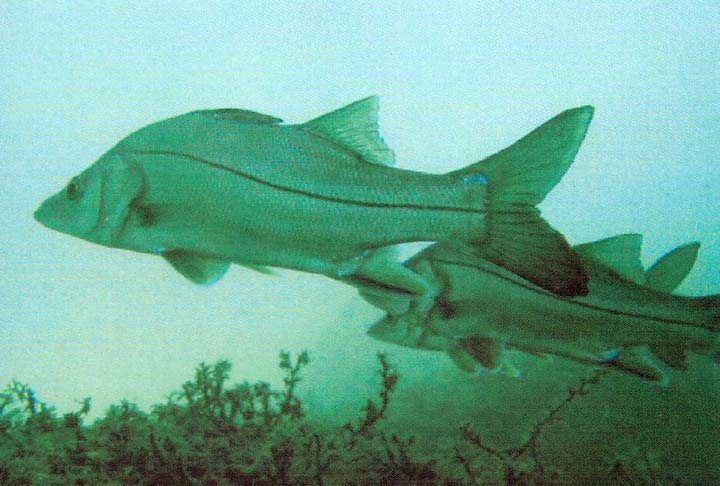 Robalo se destaca como peixe brasileiro, rivalizando com o salmão