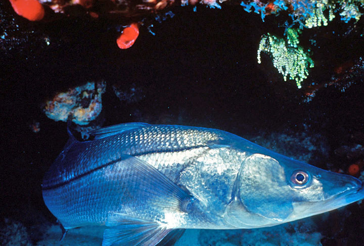 Robalo se destaca como peixe brasileiro, rivalizando com o salmão