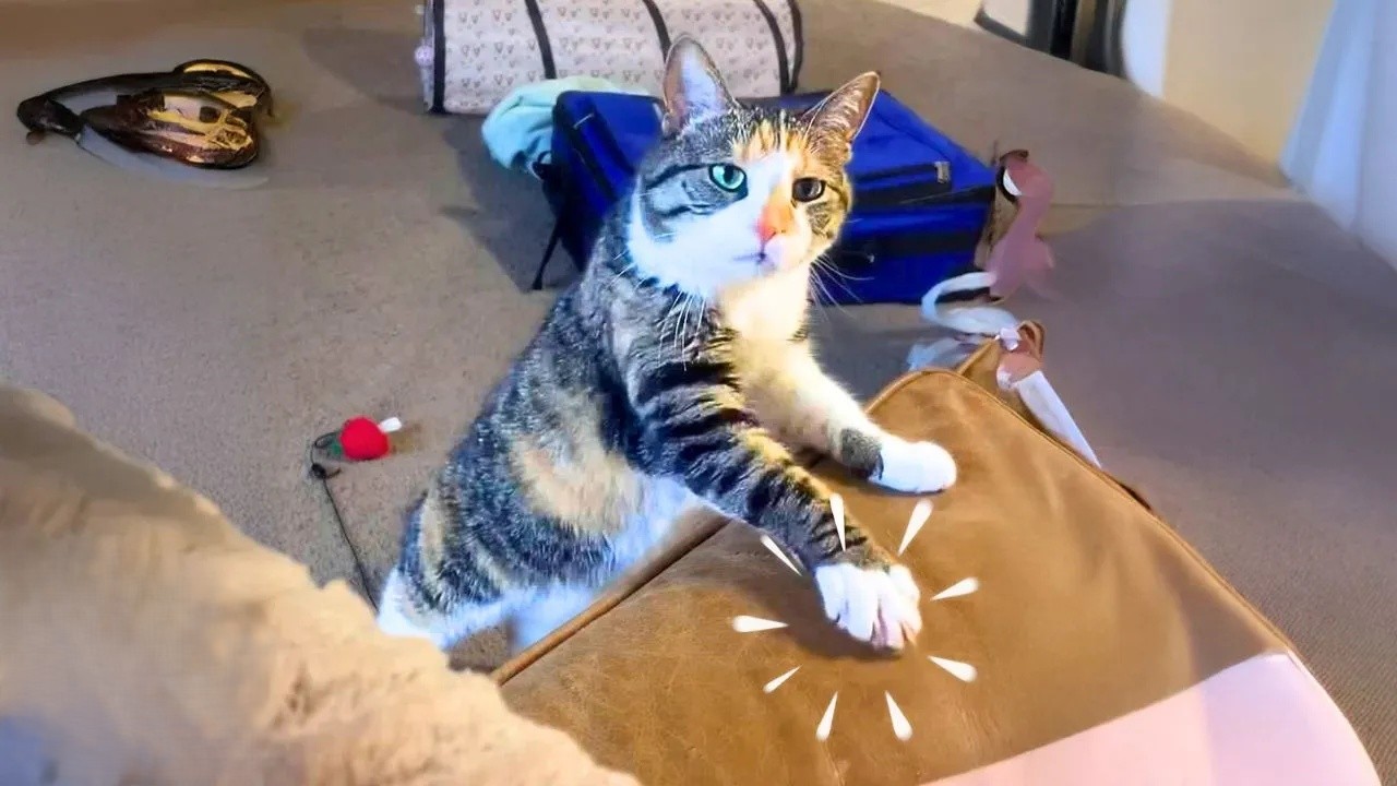 She can't jump on the couch - so she taps until you lift her