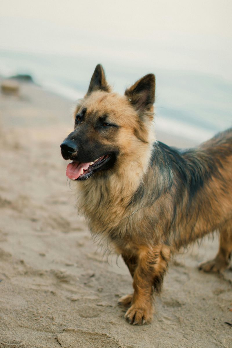 10 dog breeds that test boundaries as puppies but turn incredibly loyal