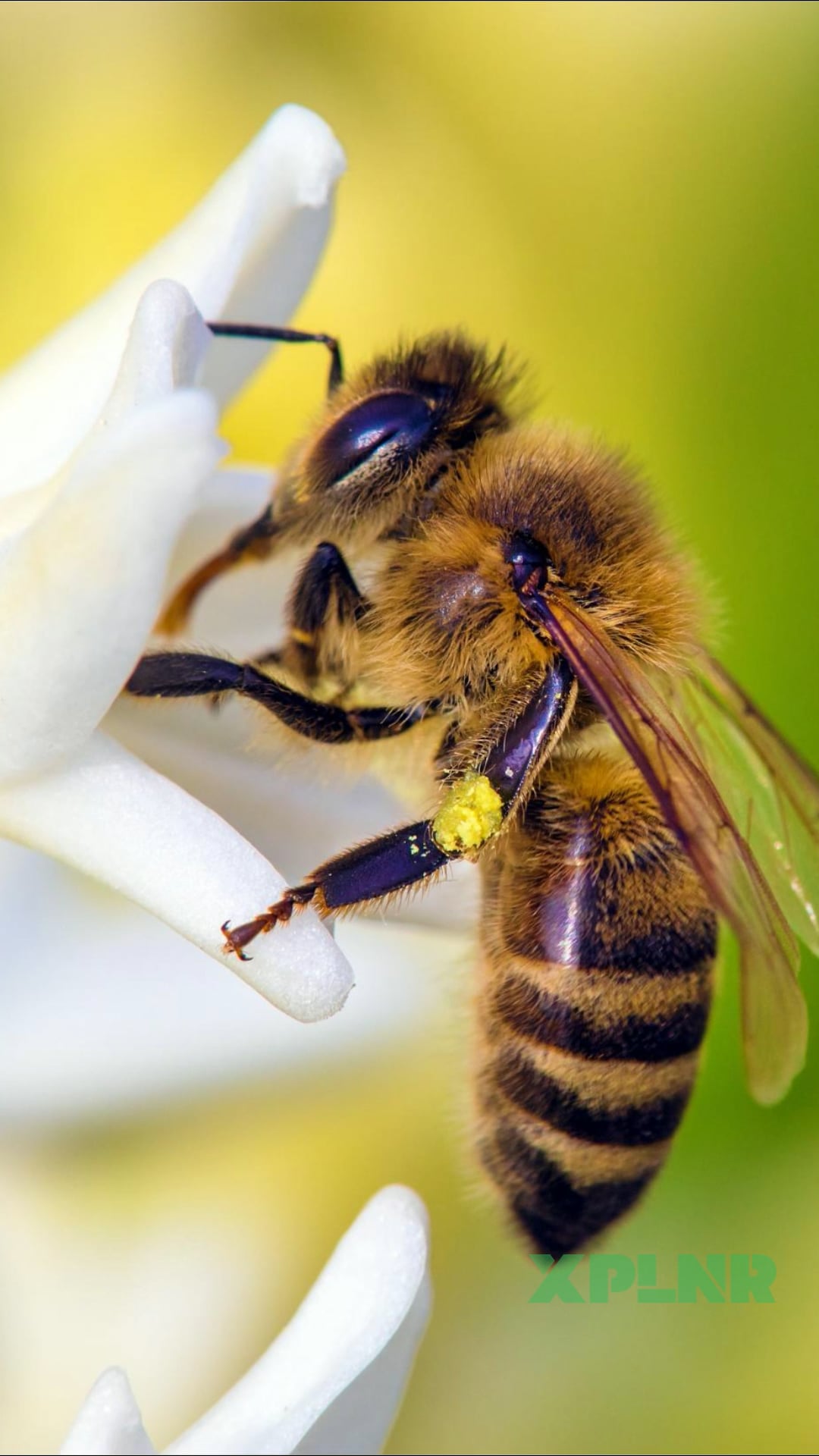 Why do bees spread pollen?