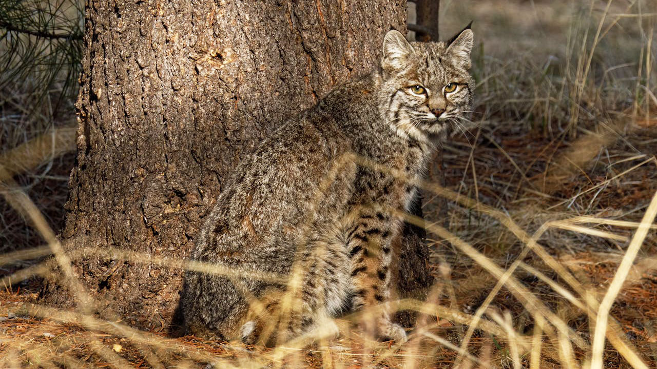 14 US states where bobcats are more common than hunters think