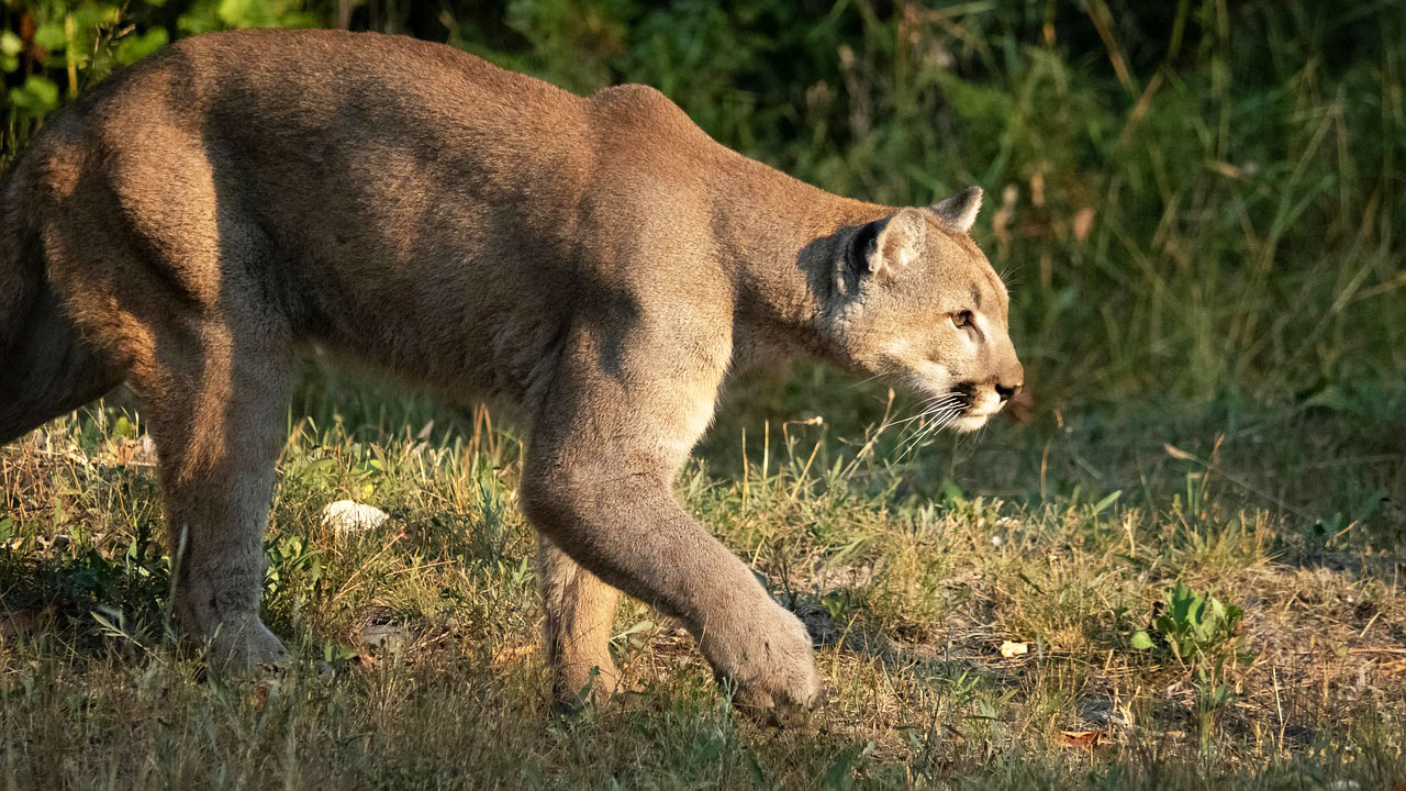 15 predator facts most people get wrong (and why it matters outdoors)