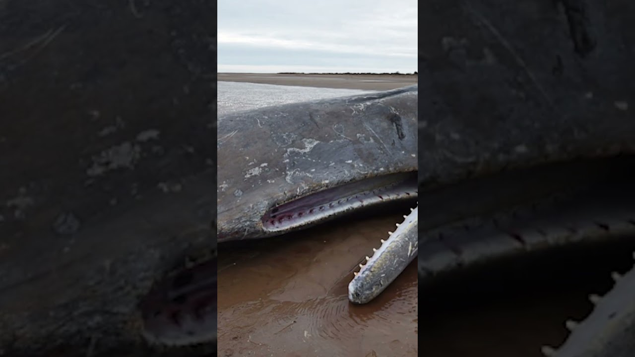 When whales explode