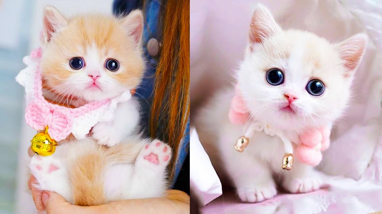 Charmante momenten met een kitten met belhalsband