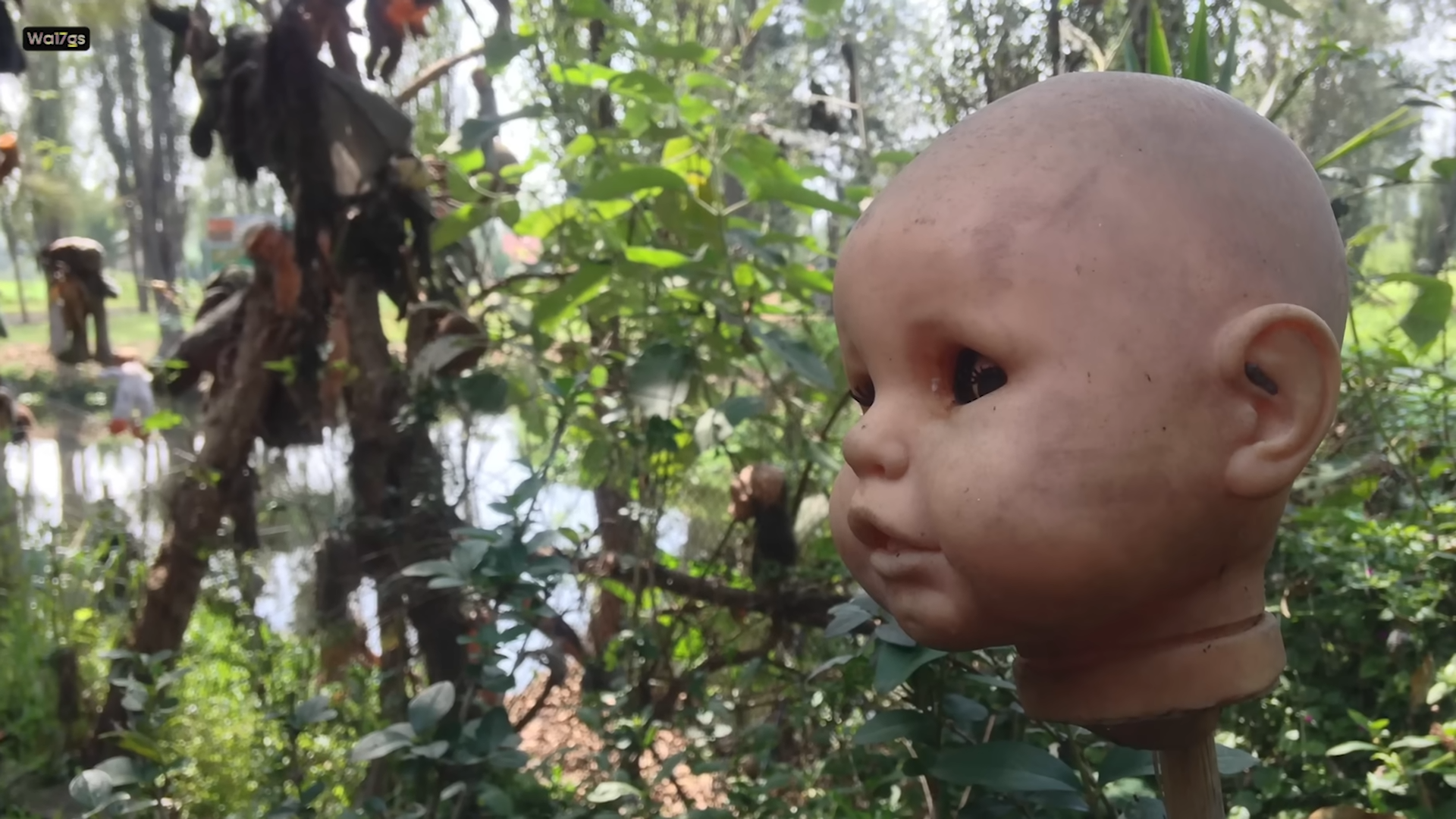 This Mexican hermit spent 17 years hanging 4,000 dolls from trees