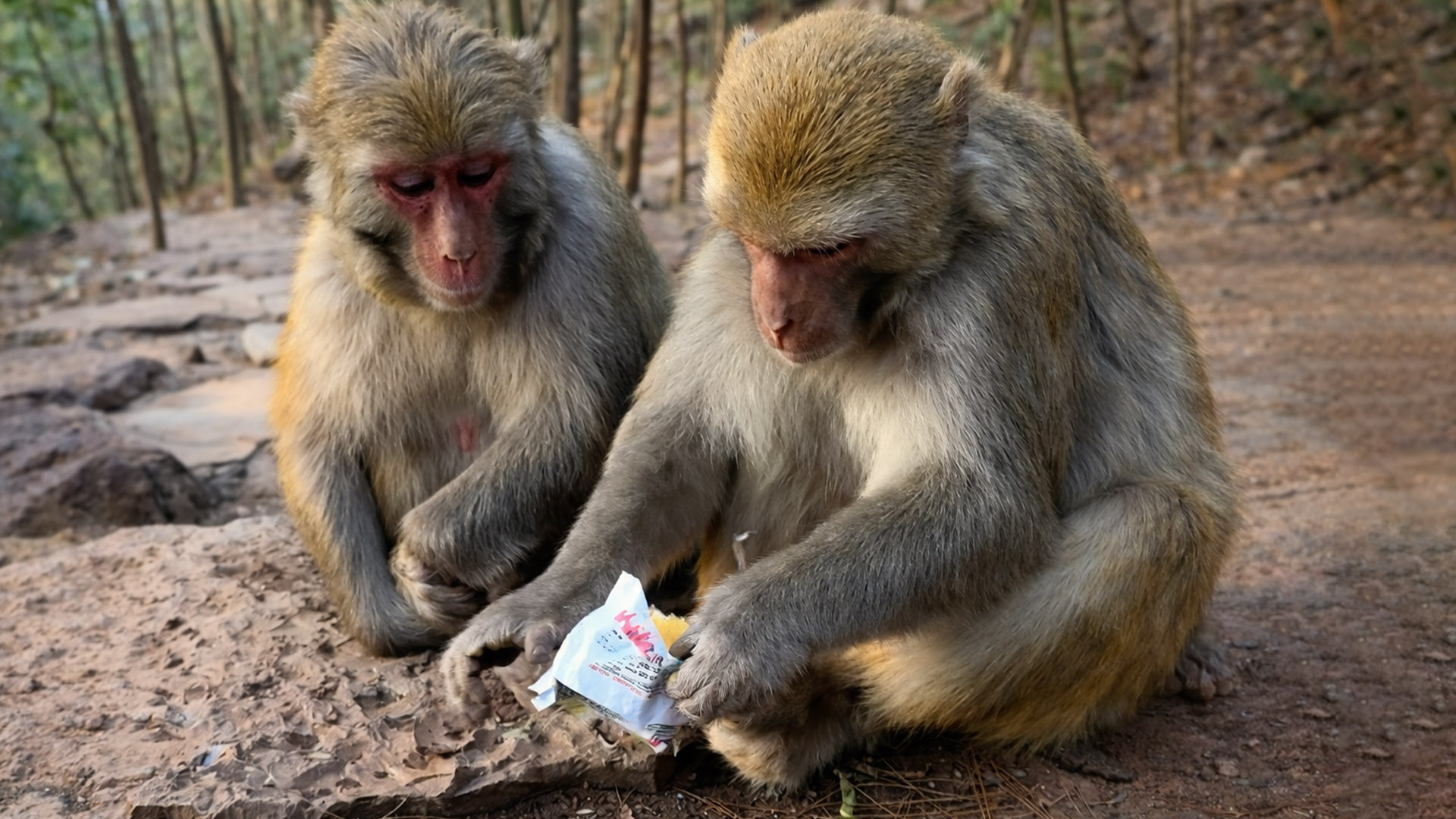 Monkeys Face a Choice Over One Bread