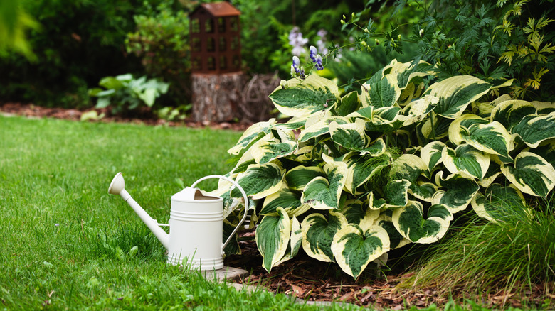 How often to water a hosta plant so it stays healthy & thriving