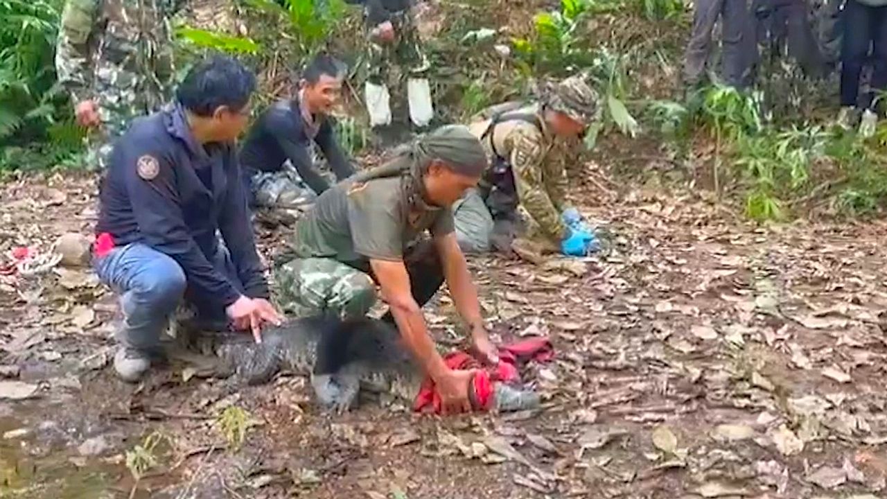 Thailand national park releases rare Siamese crocodiles into natural ...