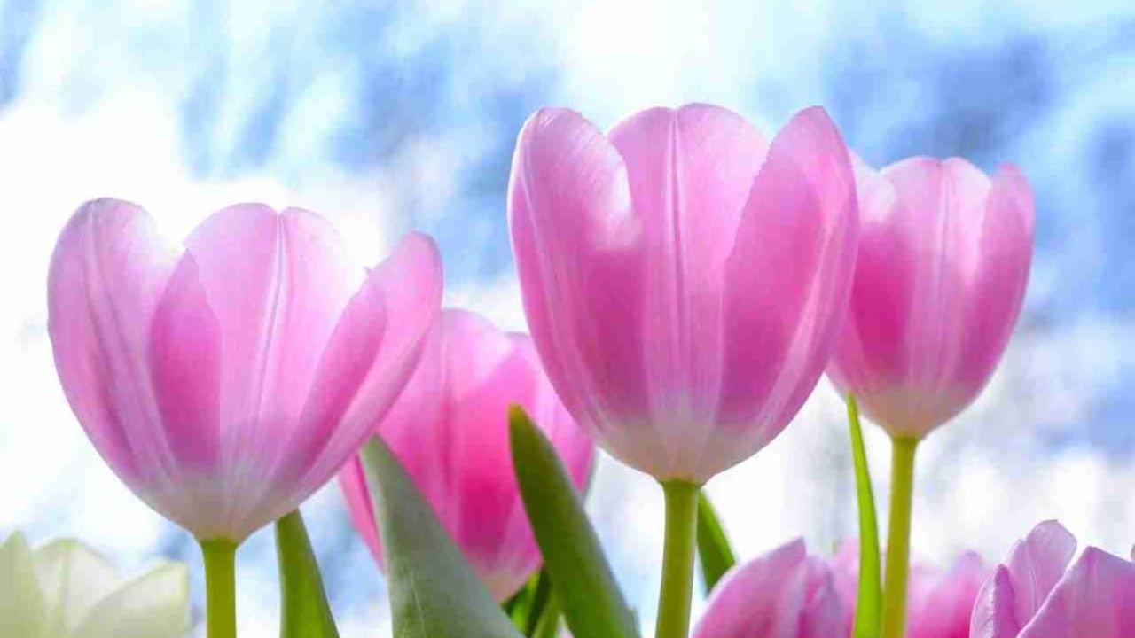 8 spring flower festivals worth traveling for