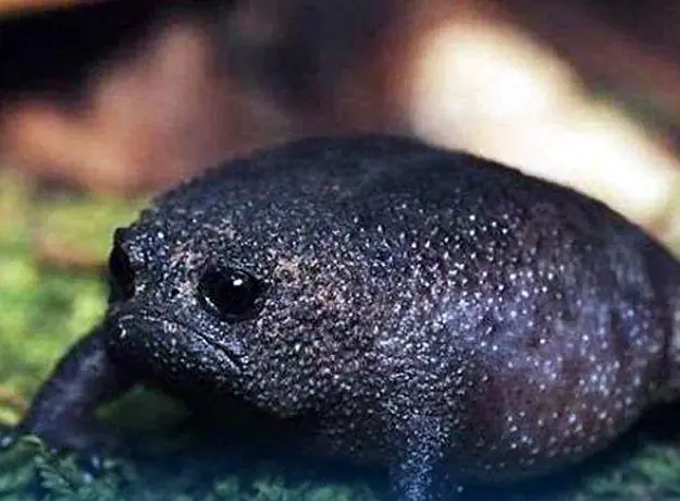 Sapos de chuva negros da África do Sul intrigam por expressão facial ...