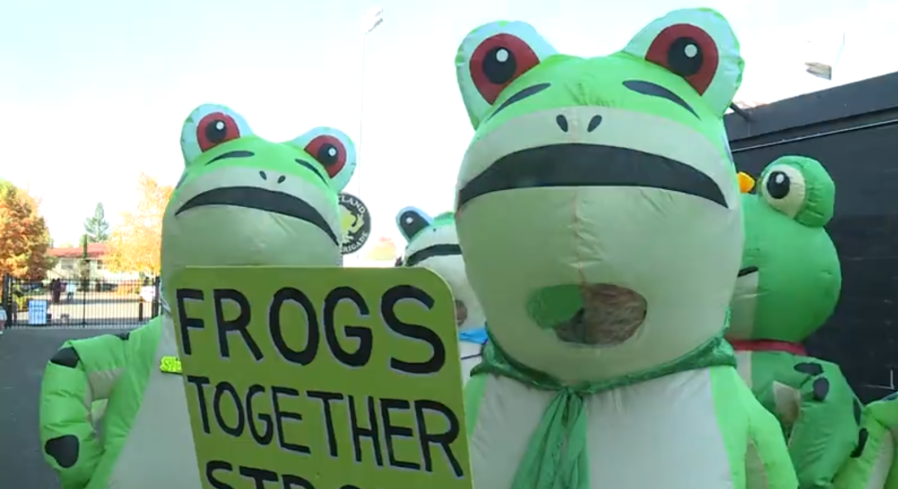 Protest frogs head to DC for 'State of the Swamp Address' ahead of ...