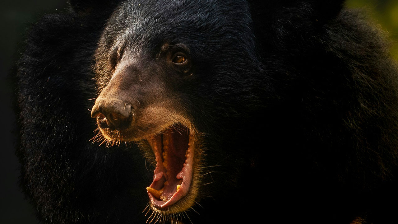 15 predator facts most people get wrong (and why it matters outdoors)