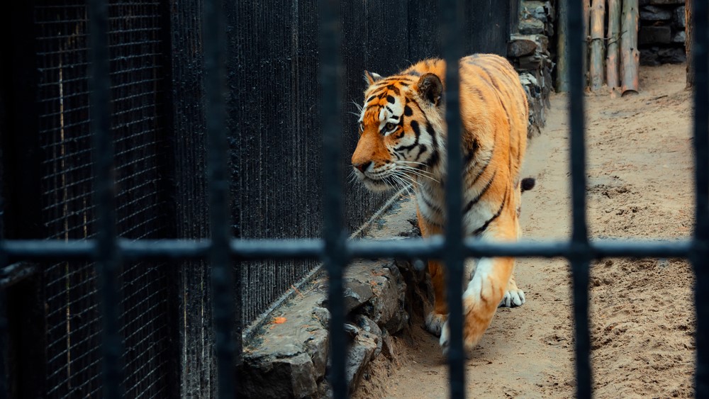 72 tigre er døde i dyrepark i Thailand efter smitte med virus
