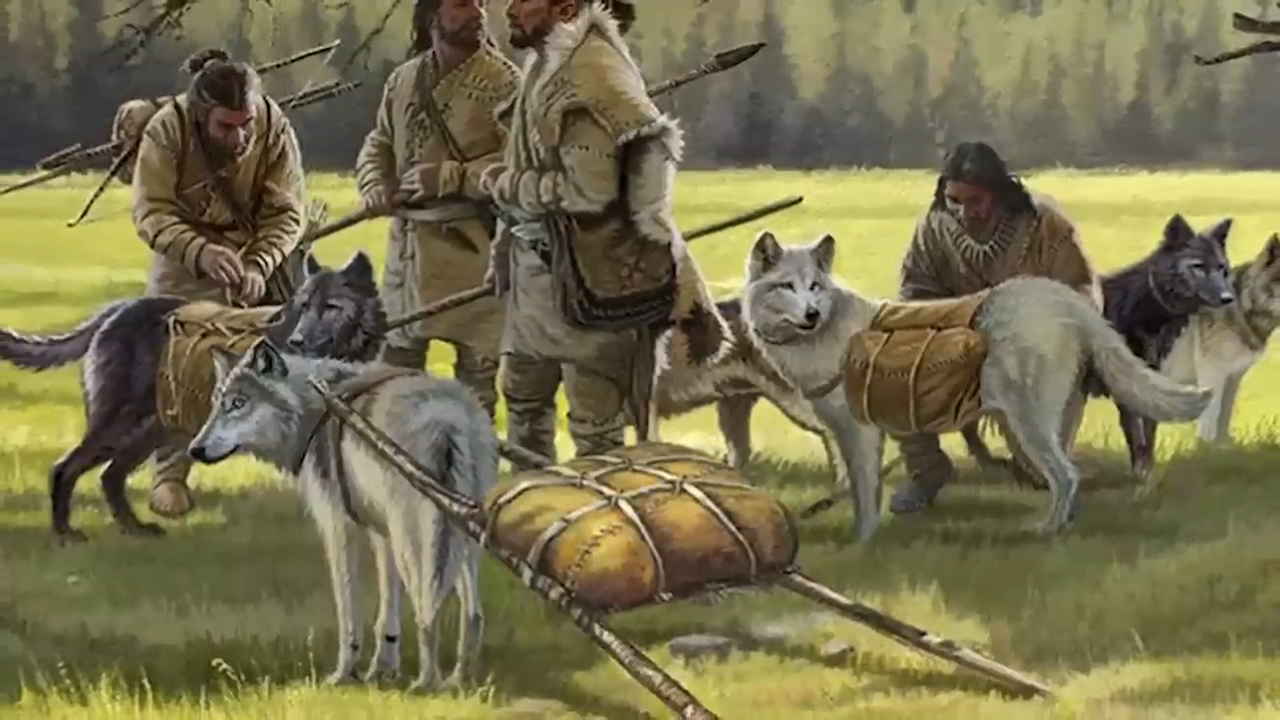 How humans turned wolves into dogs