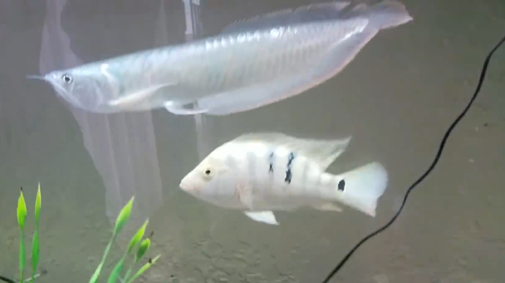How reptiles and aquarium fish ended up sharing one wild farm pond