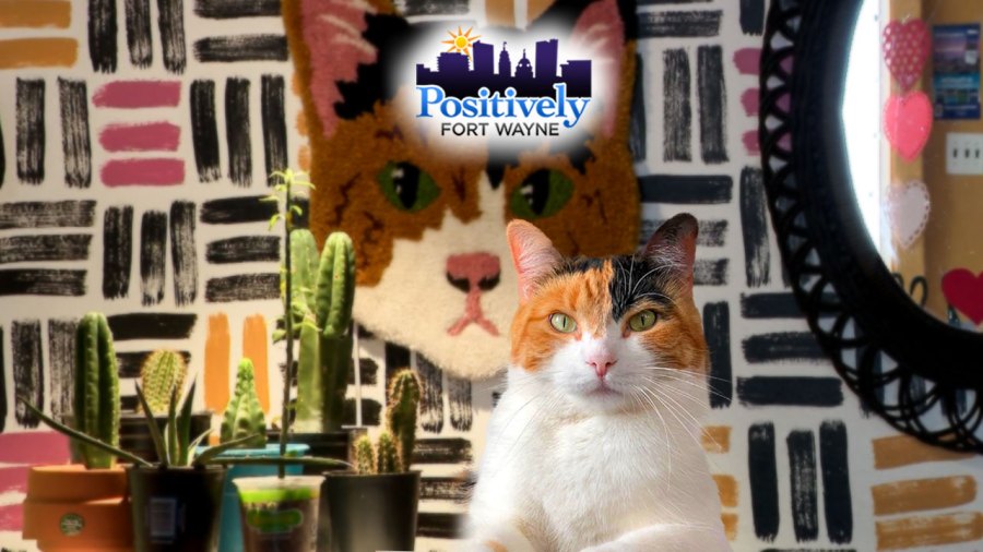 Piper’s Place: Plant shop cat rules!