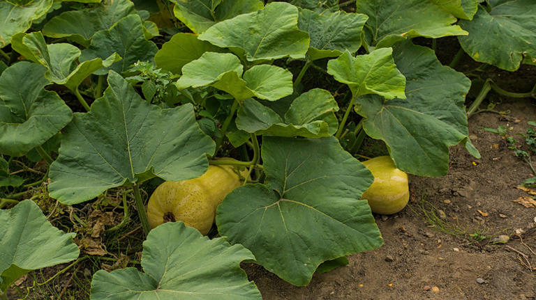 Still planting squash and cucumber together? Here's why you shouldn't